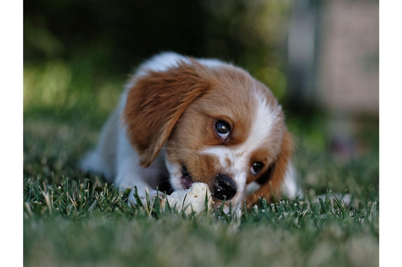 4 Ways To Set Your New Puppy Up For Success | Cumberland Animal Clinic
